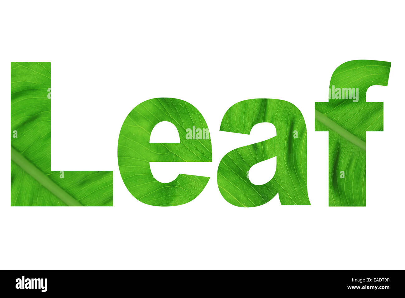 word leaf on white background Stock Photo - Alamy