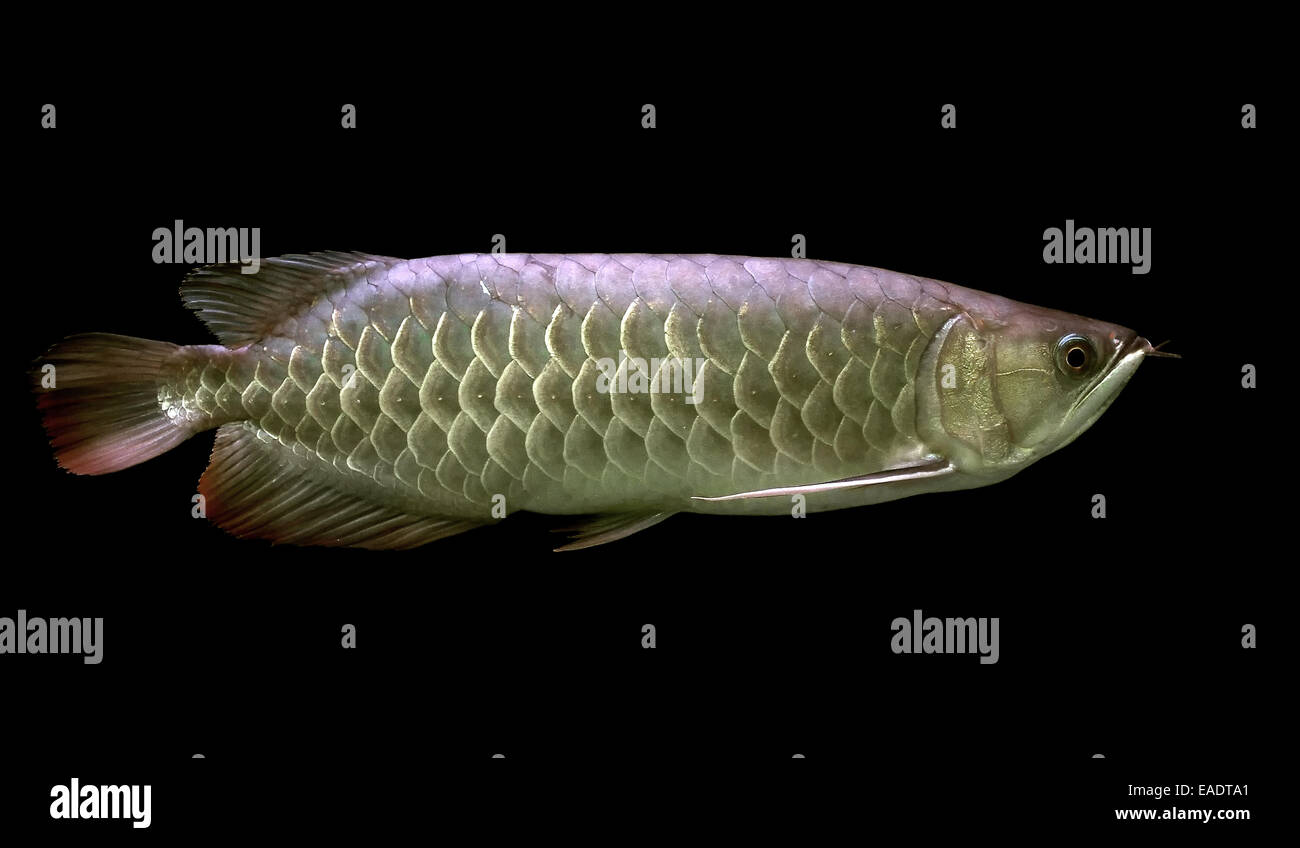 beautiful arowana on black background Stock Photo - Alamy