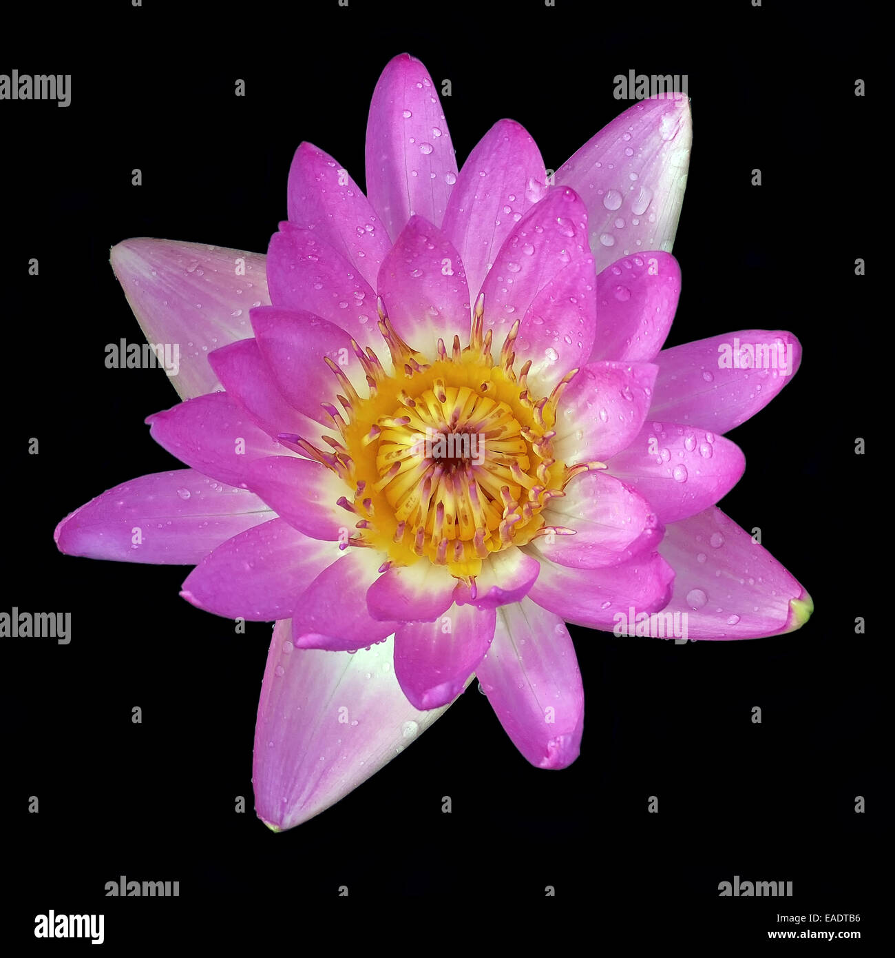 beautiful lotus flower on black background Stock Photo - Alamy
