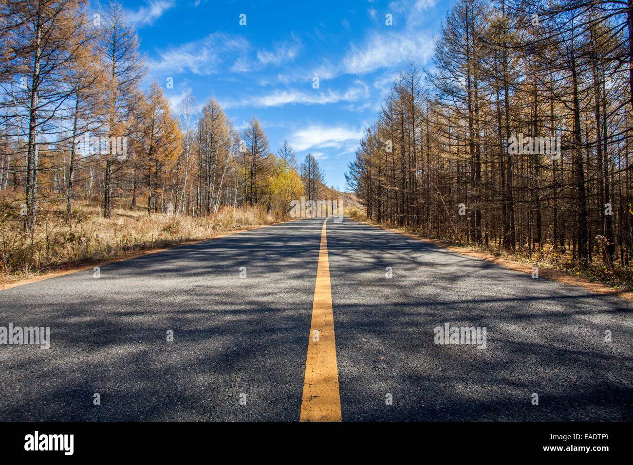 Road going through forest in Inner Mongolia province, China Stock Photo ...