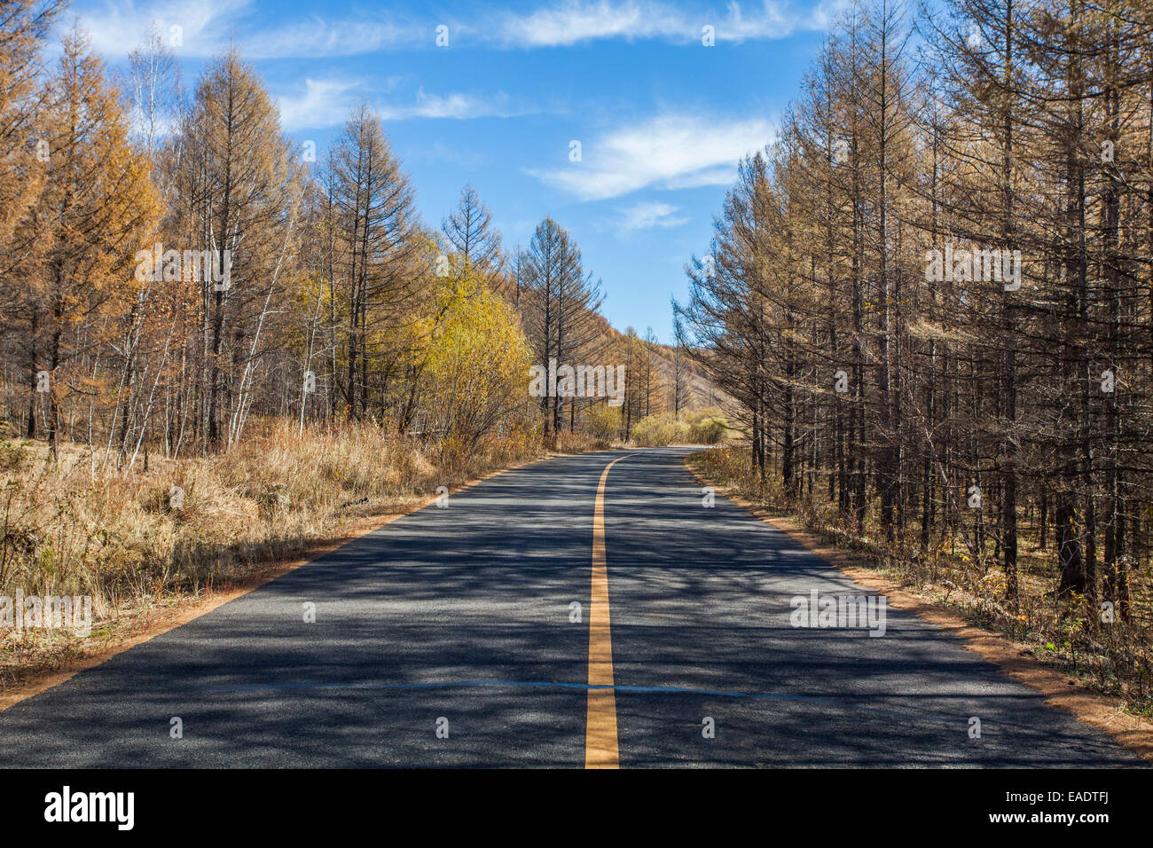 Road going through forest in Inner Mongolia province, China Stock Photo ...