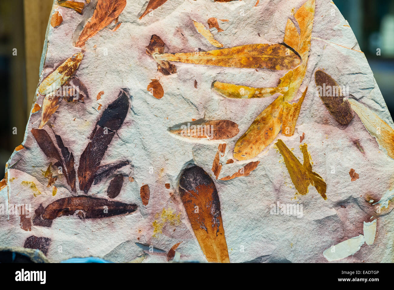 Fossil leaves of seed fern Glossopteris sp. with vivid colors. Permian ...