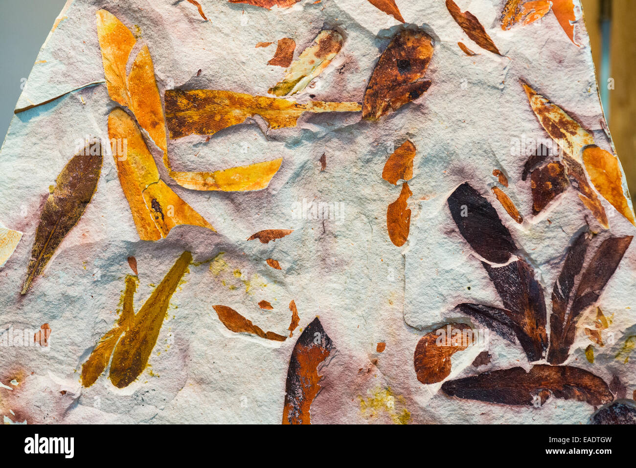 Glossopteris Plant Fossil