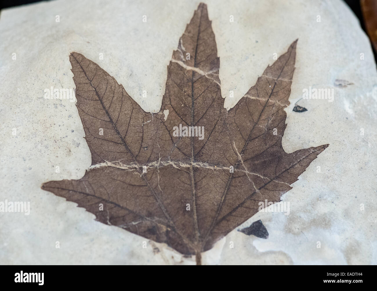 A well preserved leaf fossil Stock Photo - Alamy
