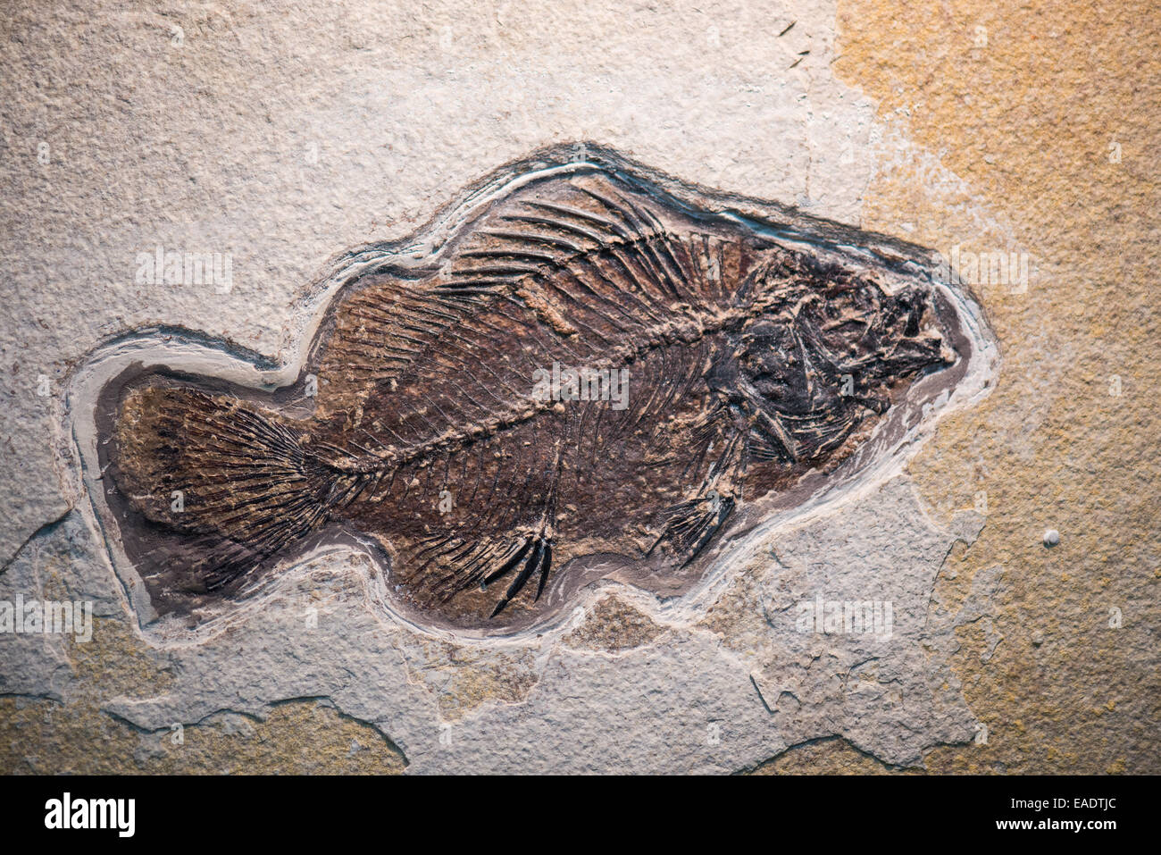 Geology and paleontology hi-res stock photography and images - Alamy