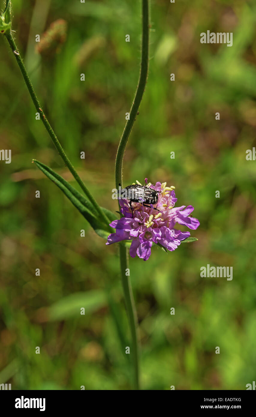 Bug and flower Stock Photo - Alamy