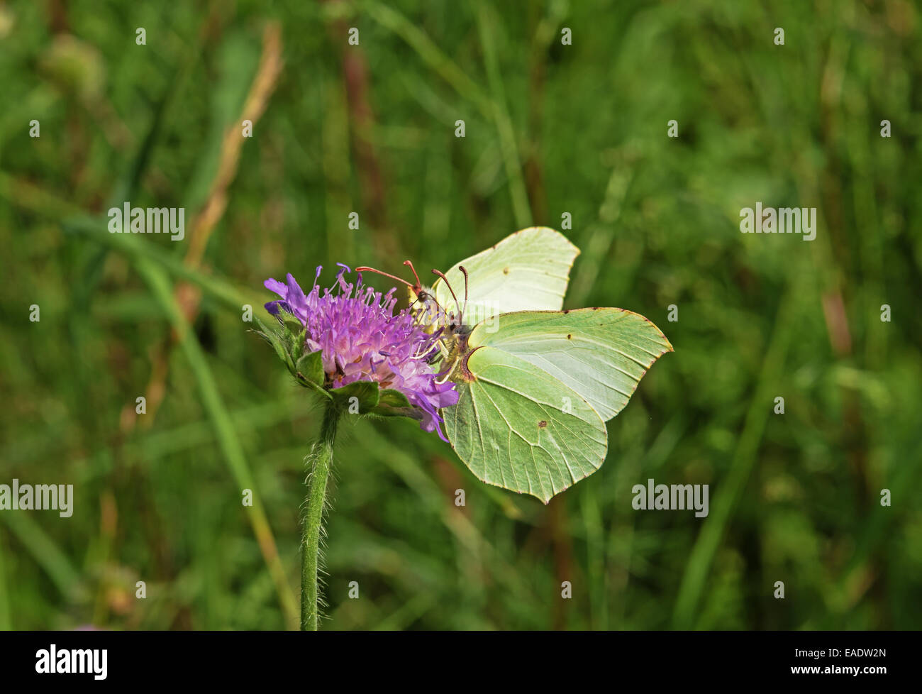 Butterfly facing forward hi-res stock photography and images - Alamy