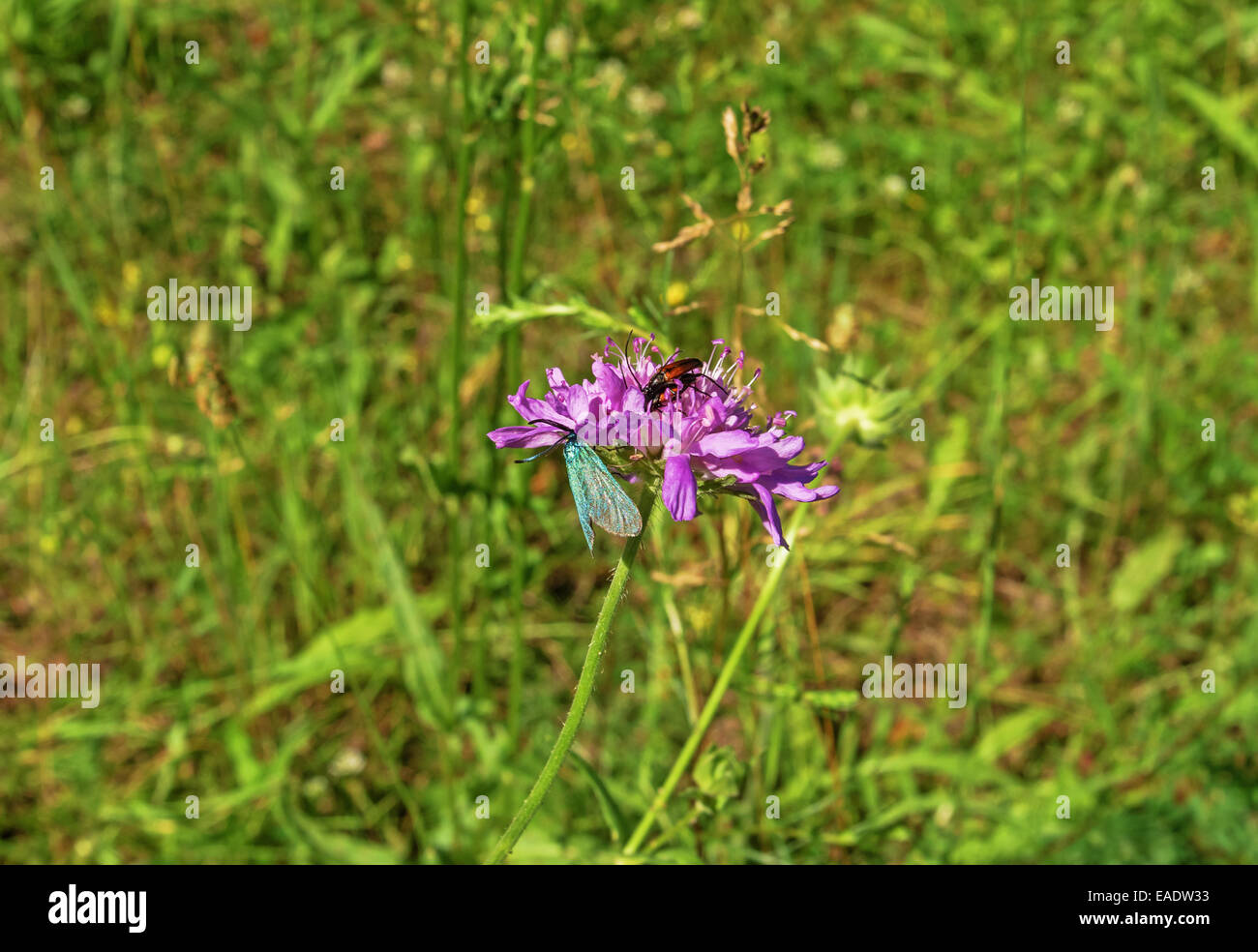 Butterfly facing forward hi-res stock photography and images - Alamy