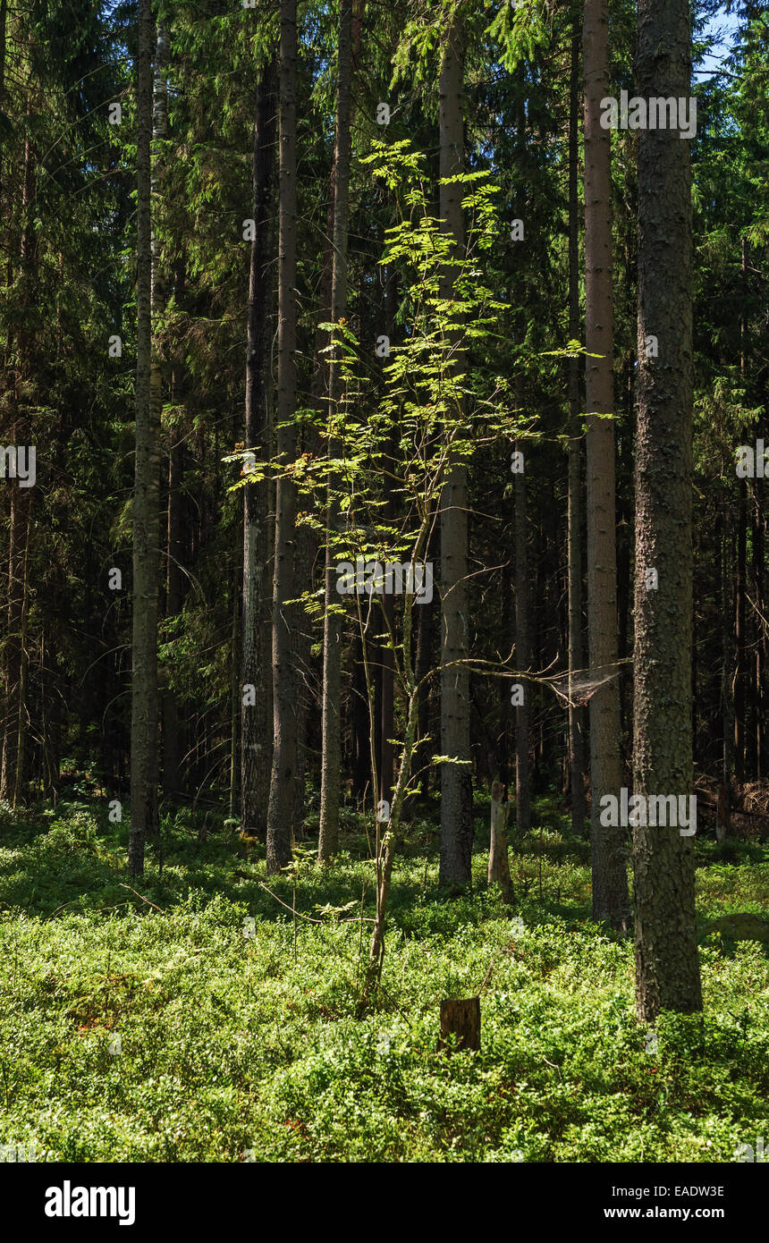 Sunny day in pine forest. Young mountain ash among fir-trees Stock ...