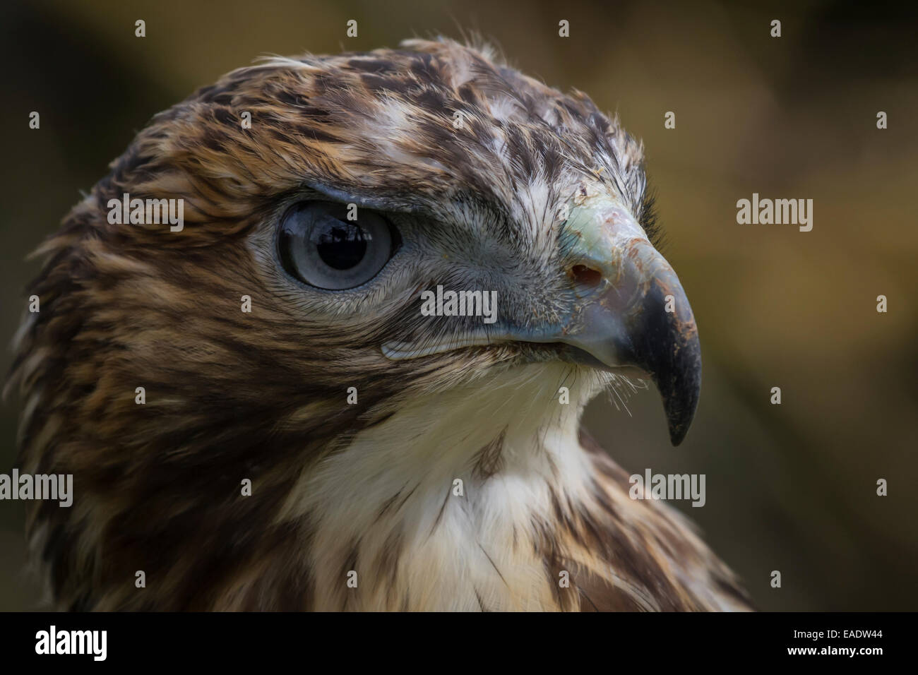 Close up portrait of a red-tailed hawk showing feather detail Stock ...