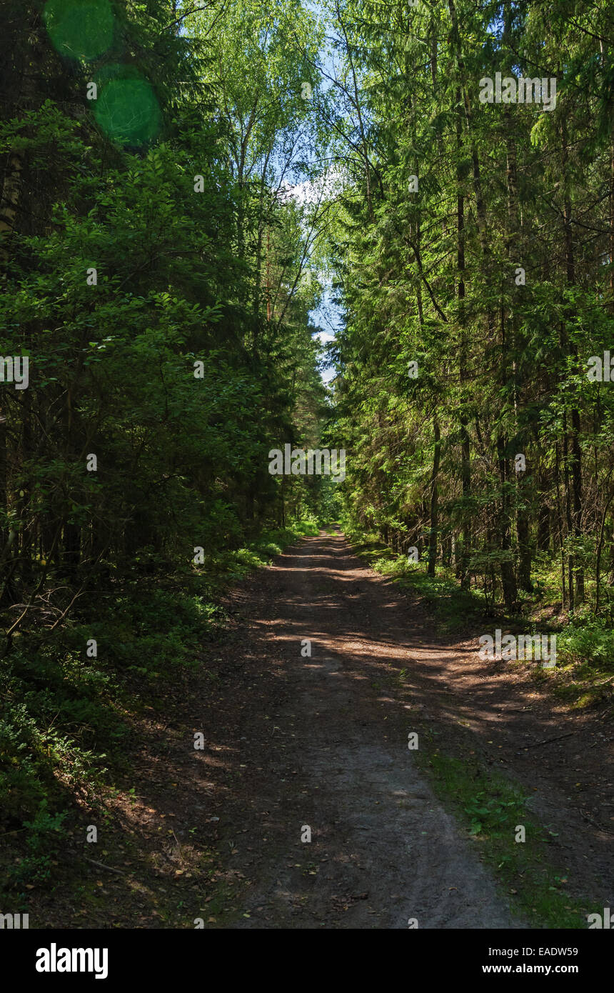 Sunny day in forest. Shady road Stock Photo - Alamy