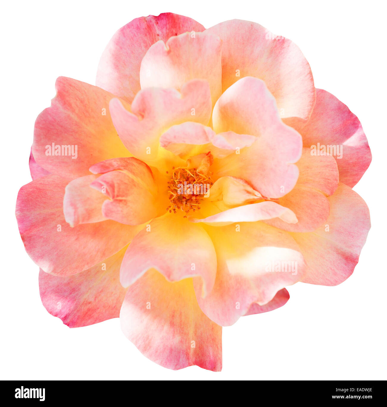 pink fresh rose flower close up isolated on white background Stock ...