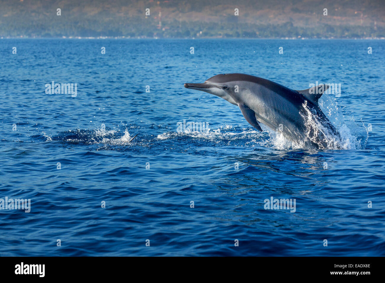 Indo-pacific Bottlenose Dolphin (Tursiops aduncus), Lovina Bay, Bali ...