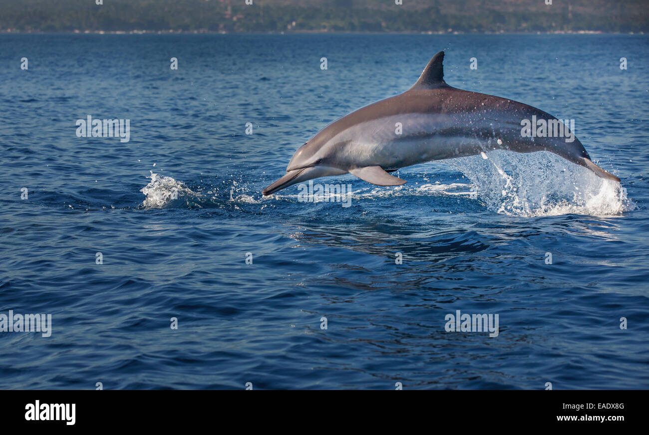 Indo-pacific Bottlenose Dolphin (Tursiops aduncus), Lovina Bay, Bali ...