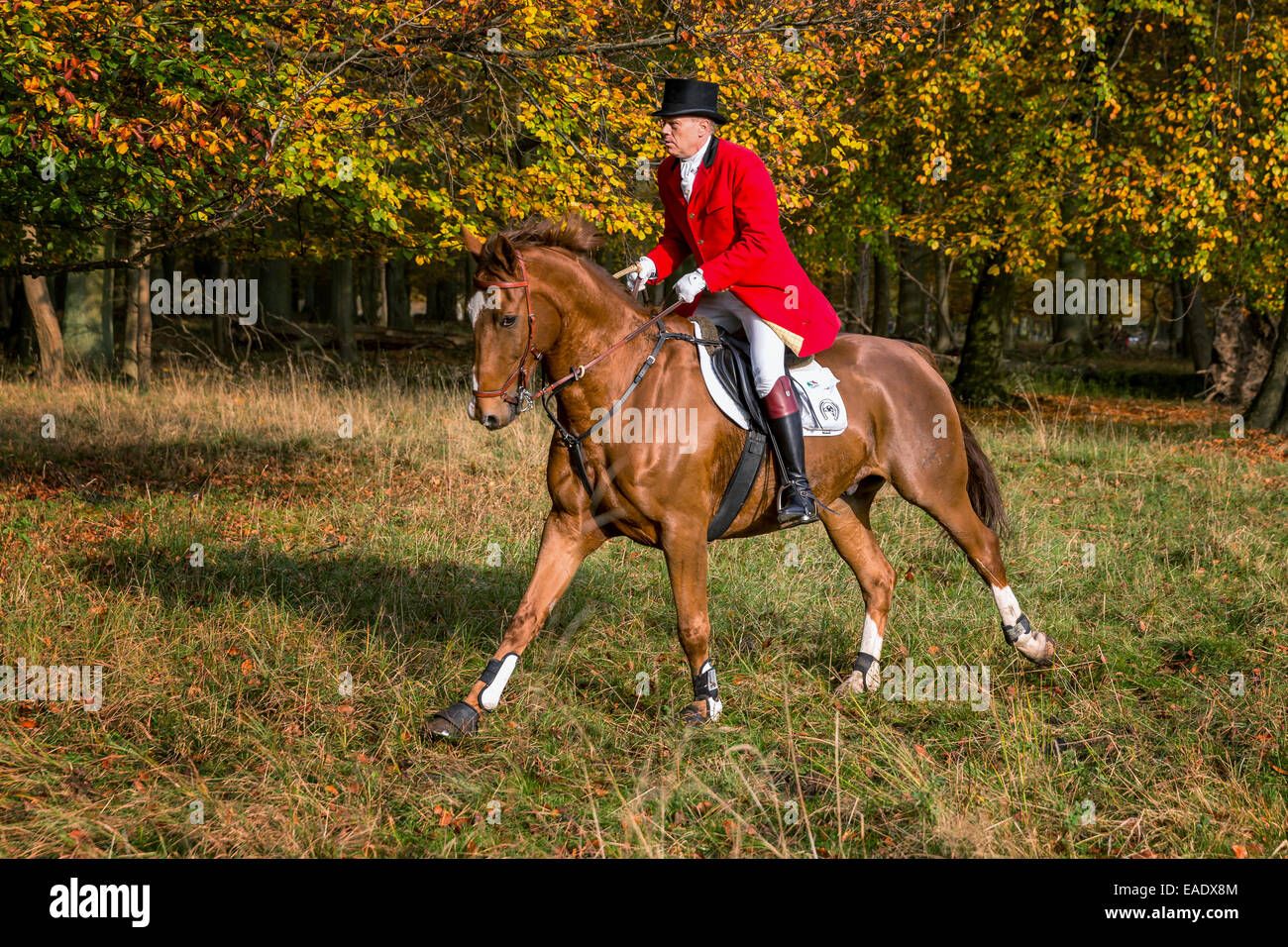 The Hubertus Hunting in red, white, and golden colors in Dyrehaven just ...
