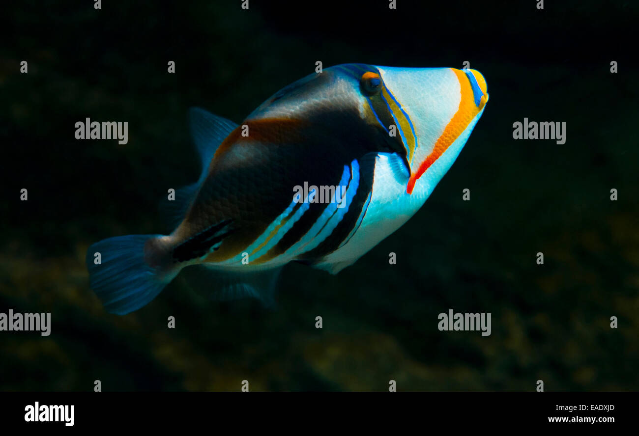 Trigger fish hi-res stock photography and images - Alamy