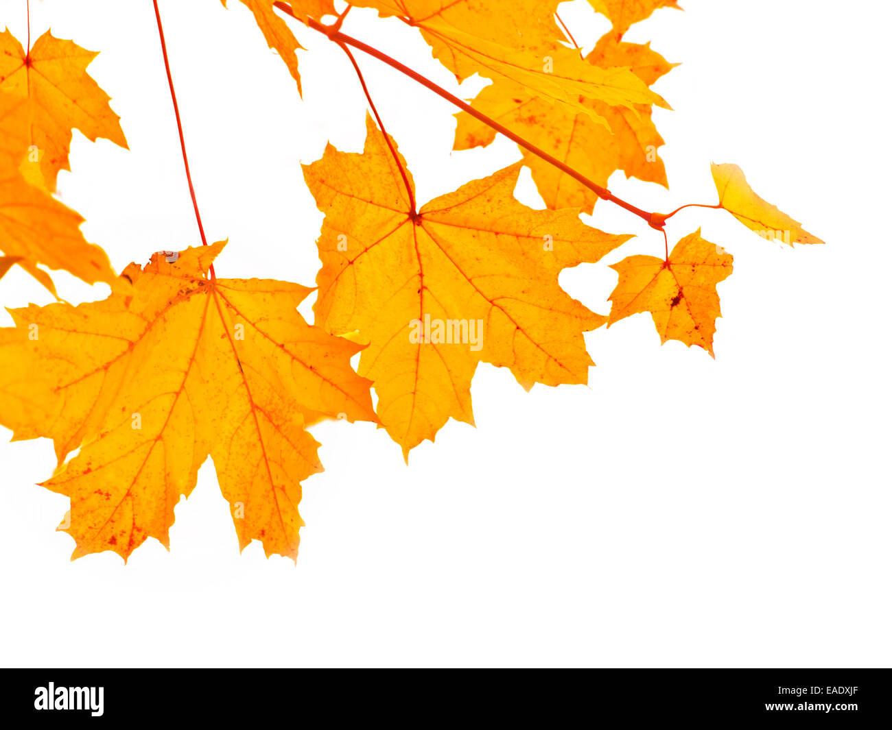 autumnal maple branch Stock Photo - Alamy