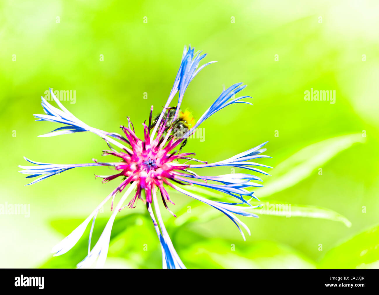 Humble bee hi-res stock photography and images - Alamy