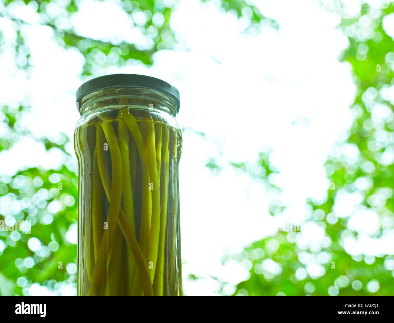 pickled garlic sprouts, outdoor Stock Photo - Alamy