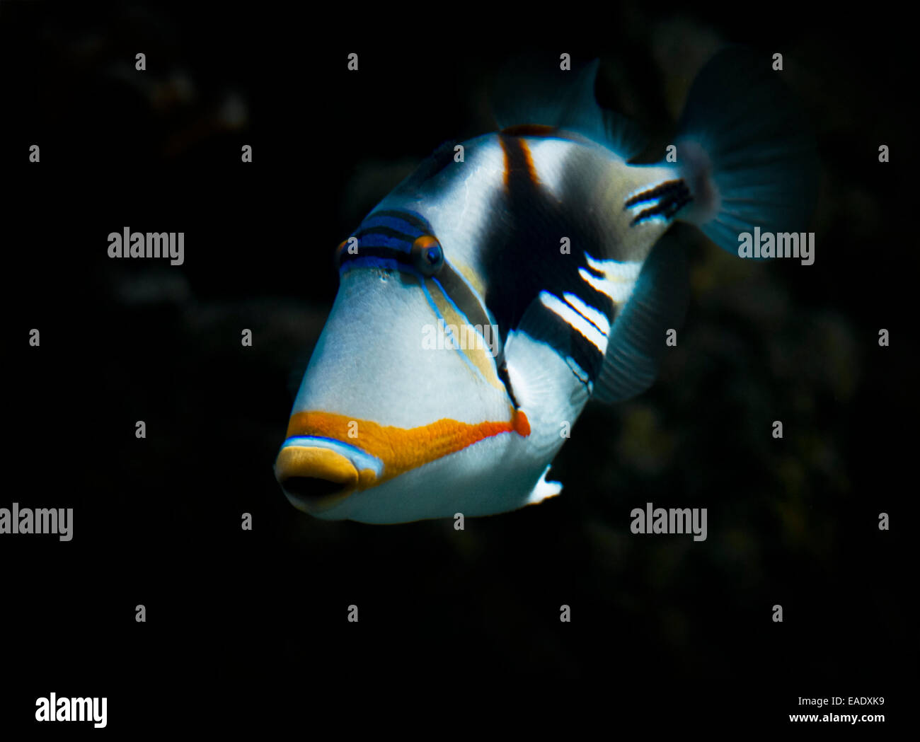 Trigger fish hi-res stock photography and images - Alamy