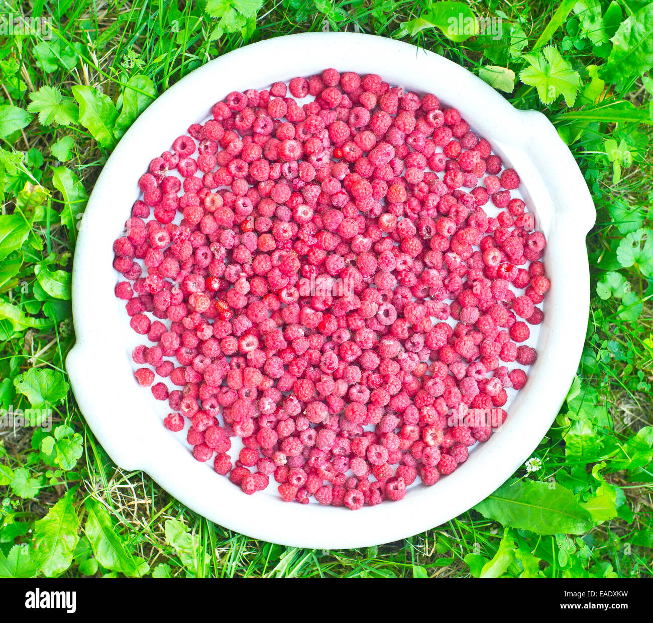 raspberry on dish Stock Photo - Alamy