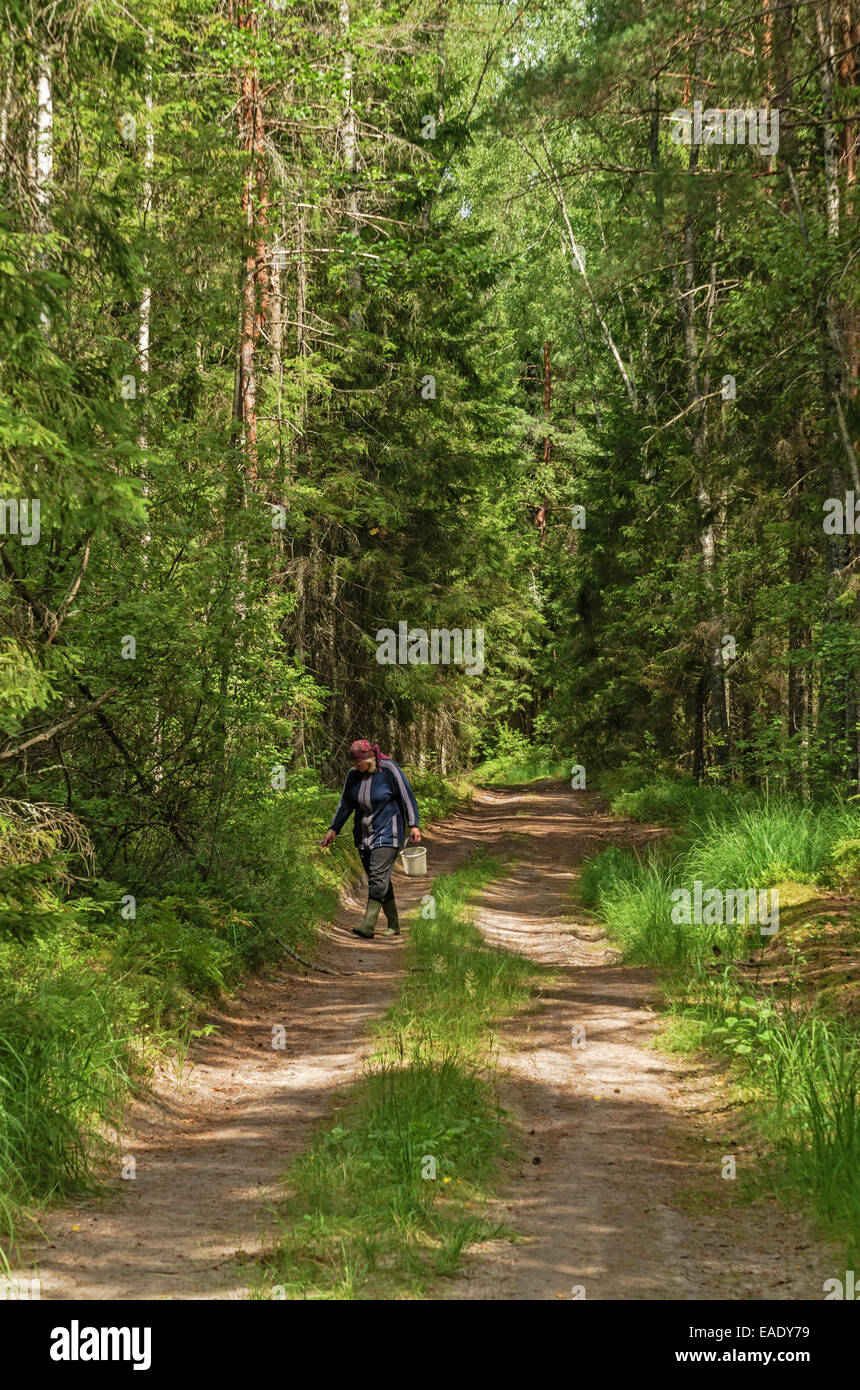 Sunny day in pine forest.The shaded road Stock Photo - Alamy
