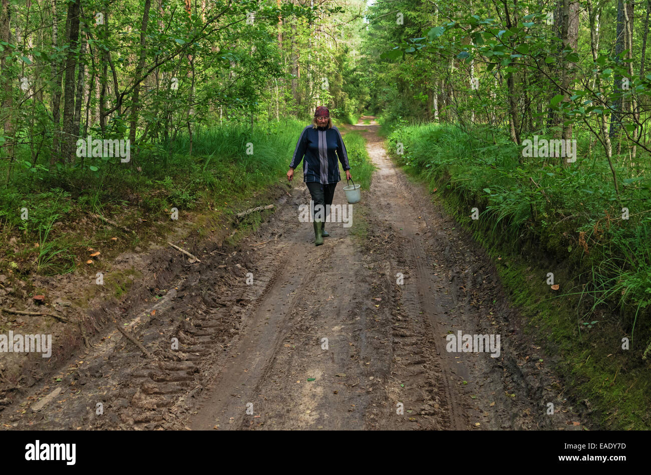 The shaded road in the wood Stock Photo - Alamy