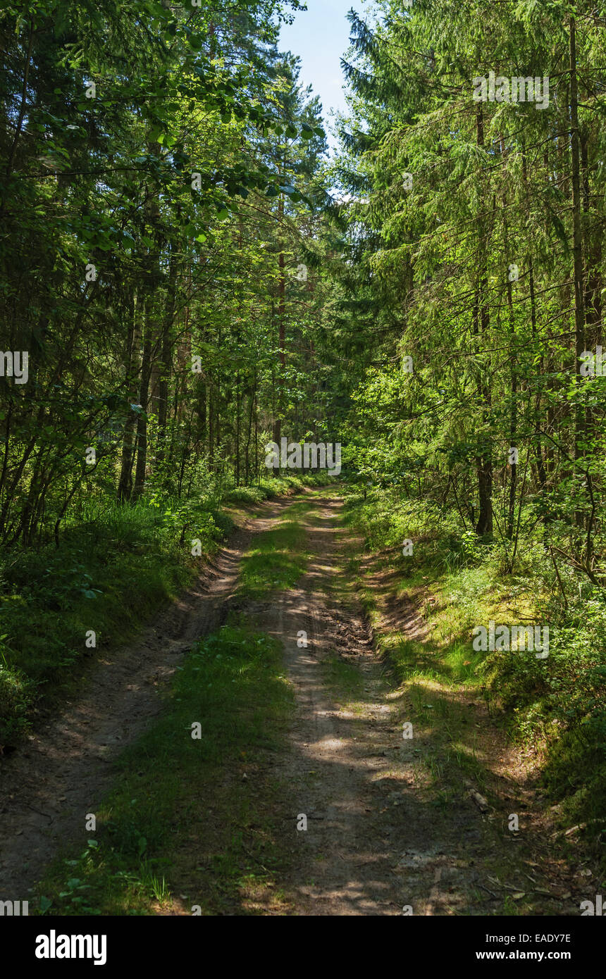 The shaded road in the wood Stock Photo - Alamy