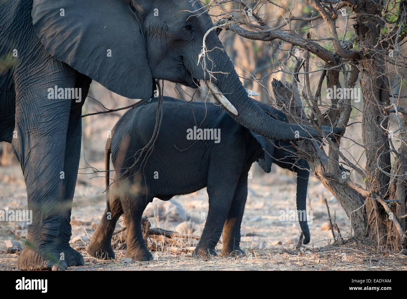 A mother elephant and her baby feed of tree bark in Hwange National ...