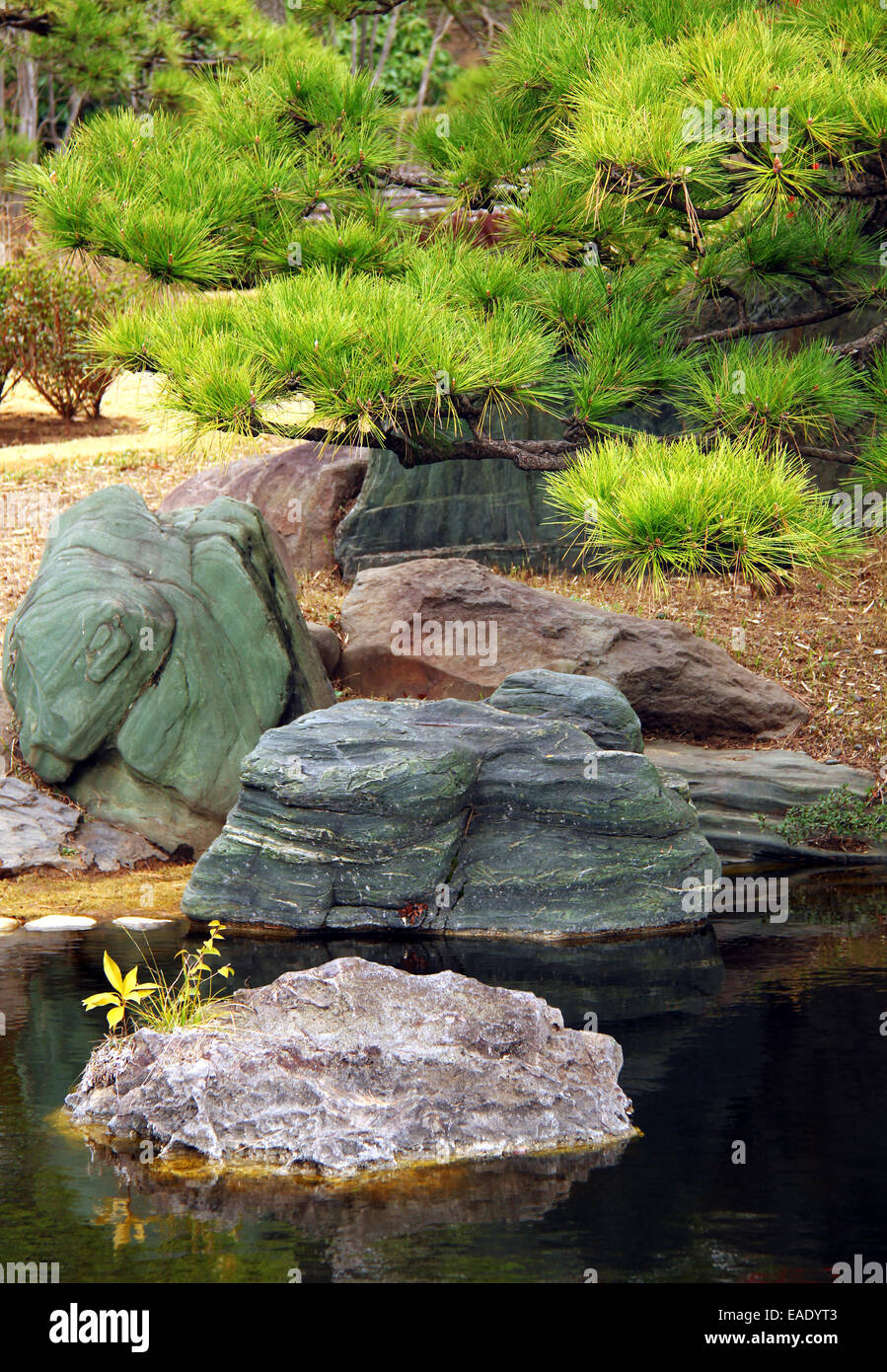 Detail of traditional Japanese garden with stones in the water and pine ...