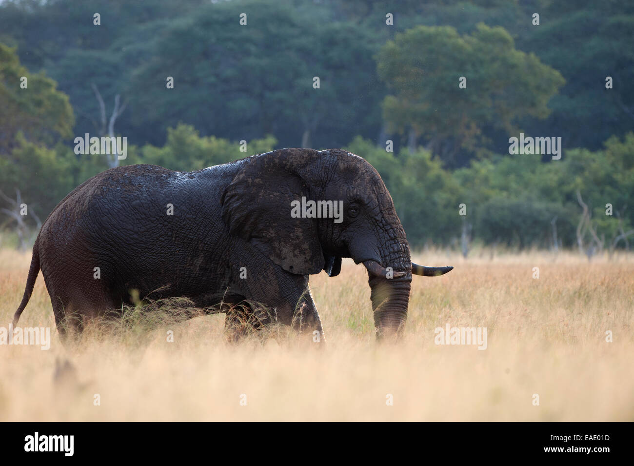 A large bull elephant Stock Photo - Alamy