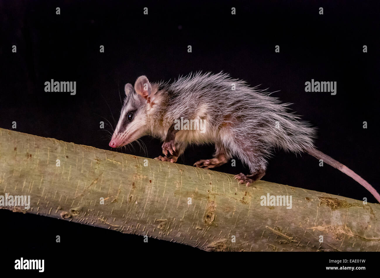 andean white eared opossum on a branch zarigueya Stock Photo - Alamy
