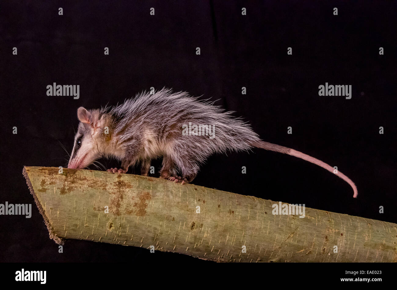 Zarigueya hi-res stock photography and images - Alamy