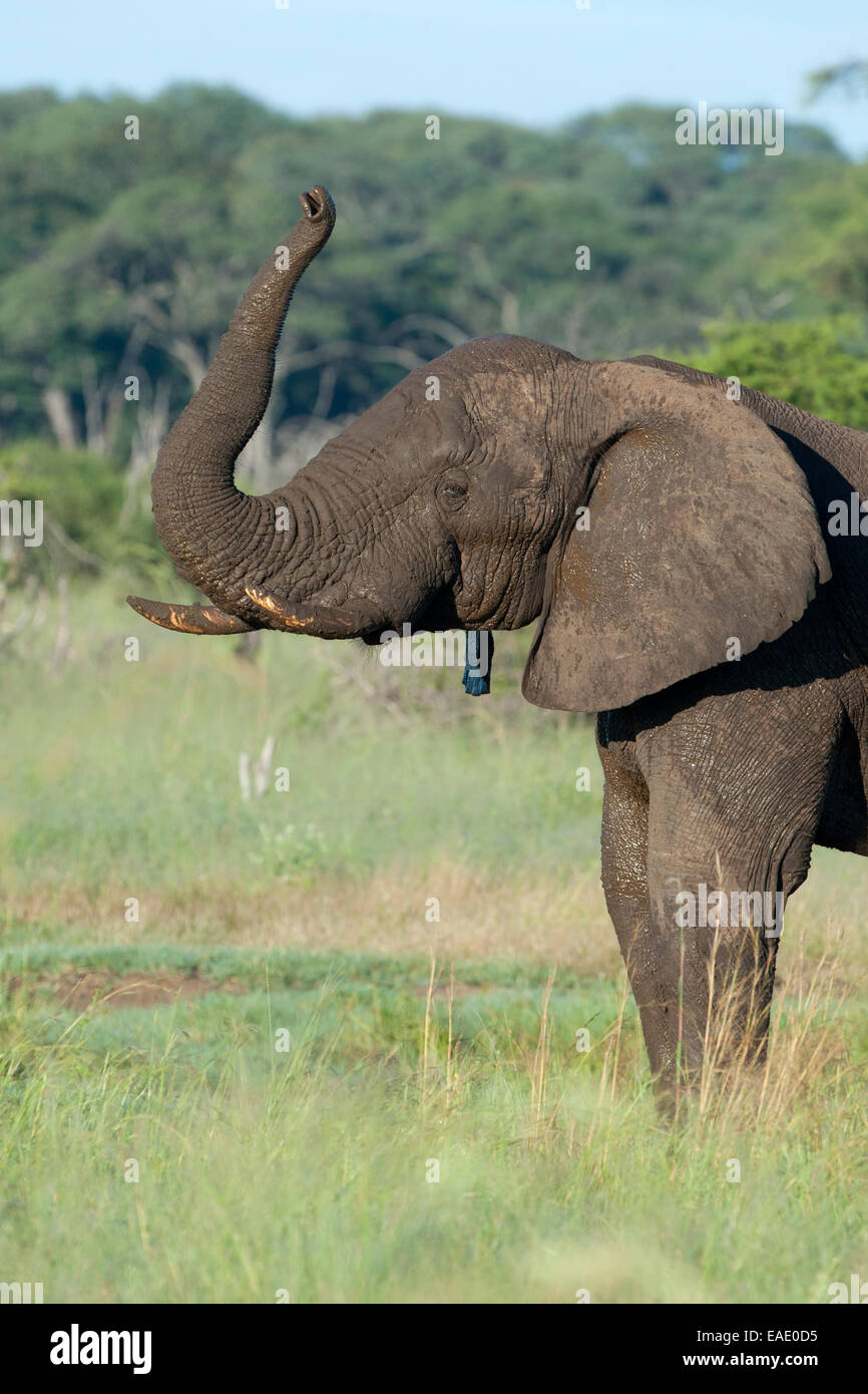 Wet dry drinking hi-res stock photography and images - Alamy