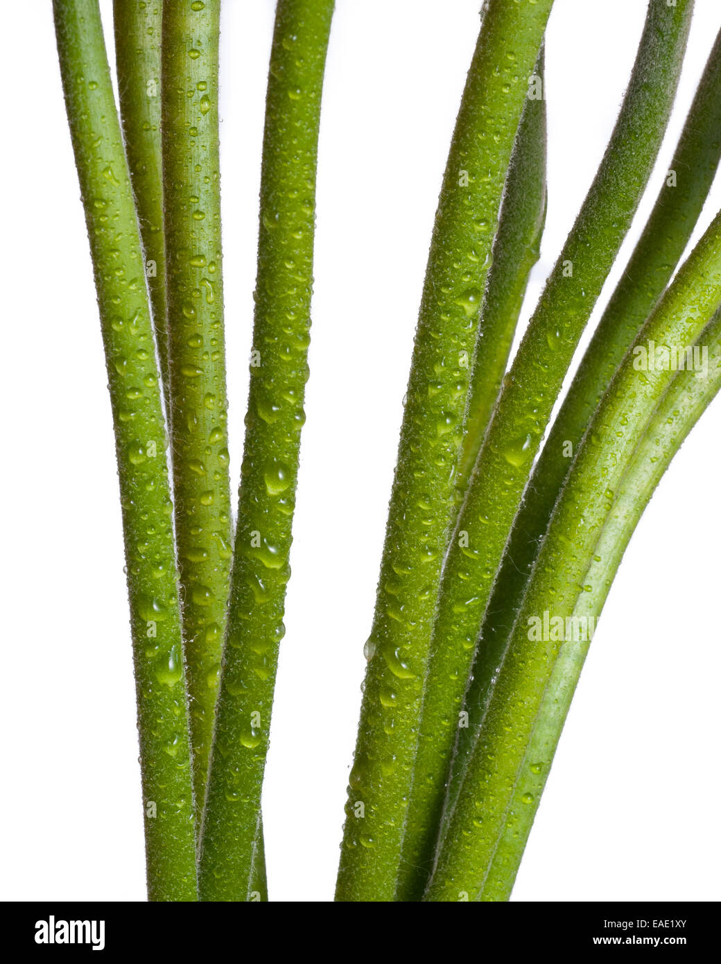 Water droplets on green flower stems isolated on a white background ...