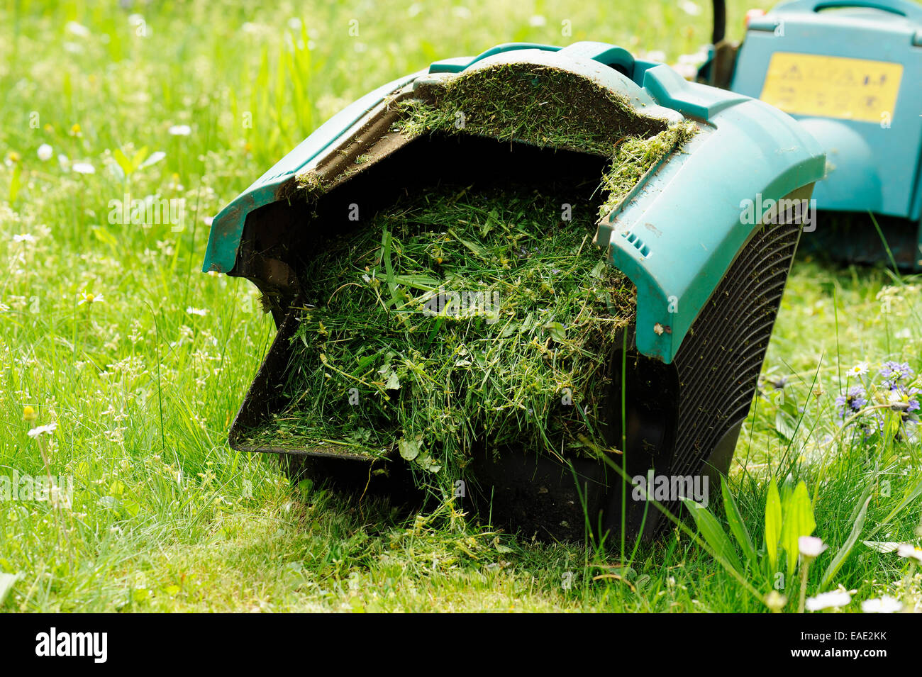 binder lawn mower full of lawn grass Stock Photo - Alamy