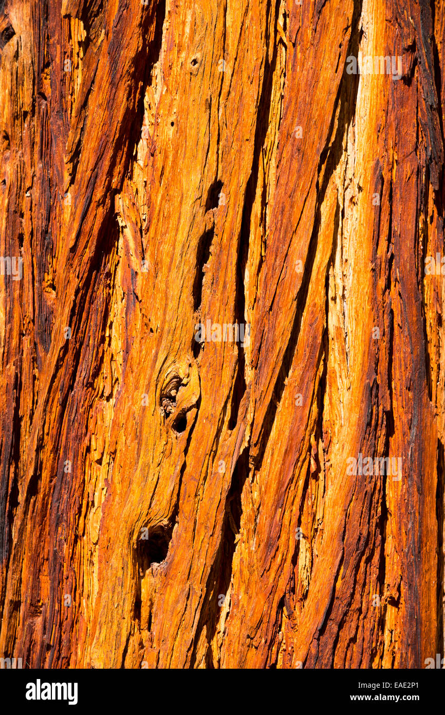 Colouful bark on a dead tree in the Little Yosemite Valley, Yosemite ...