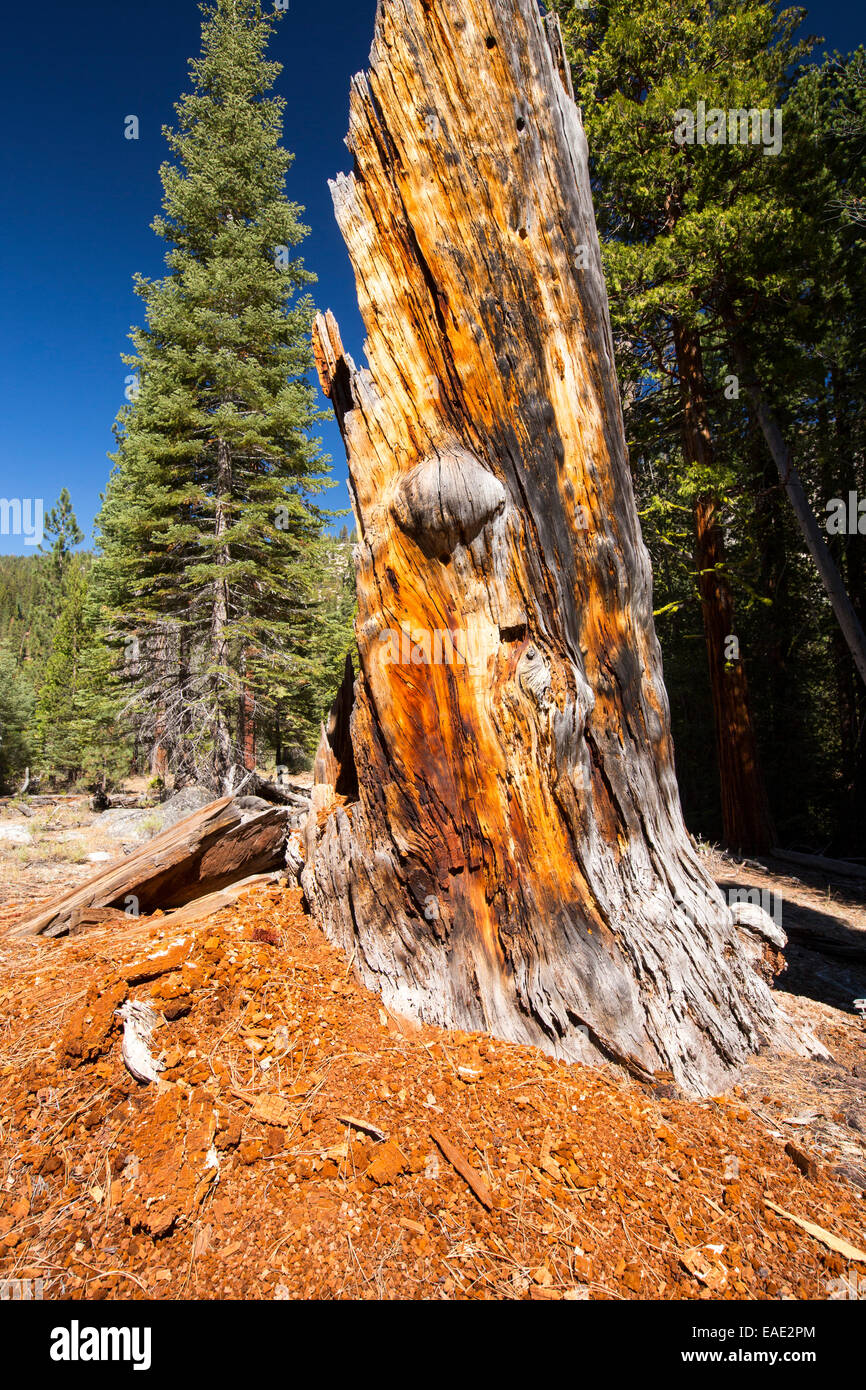 Dead fir tree hi-res stock photography and images - Alamy