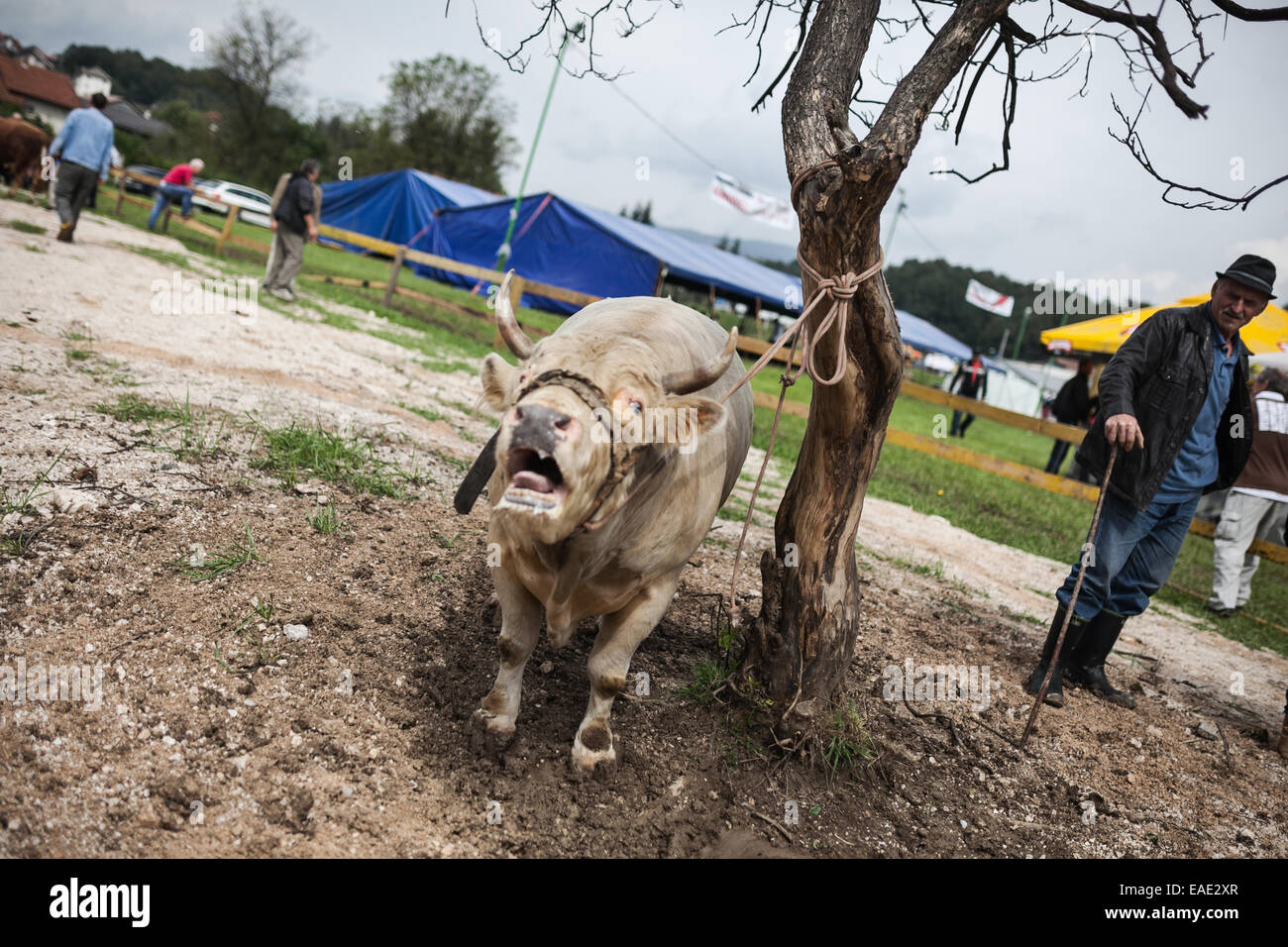 Adem Alic, 68 years old bull breeder with his bull Bjelonja Stock Photo ...