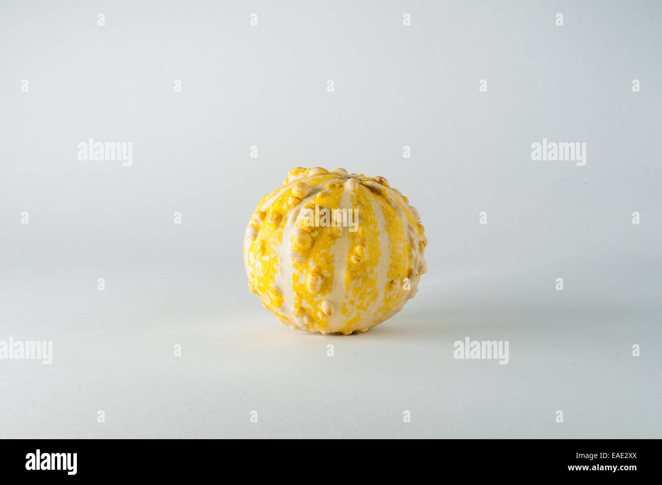 Fall gourd isolated on plain background Stock Photo - Alamy