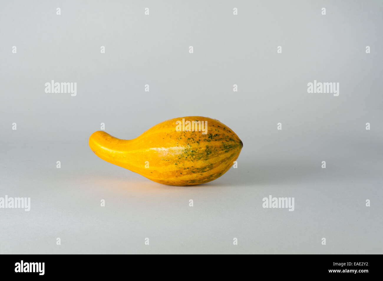 Fall gourd isolated on a plain background Stock Photo - Alamy