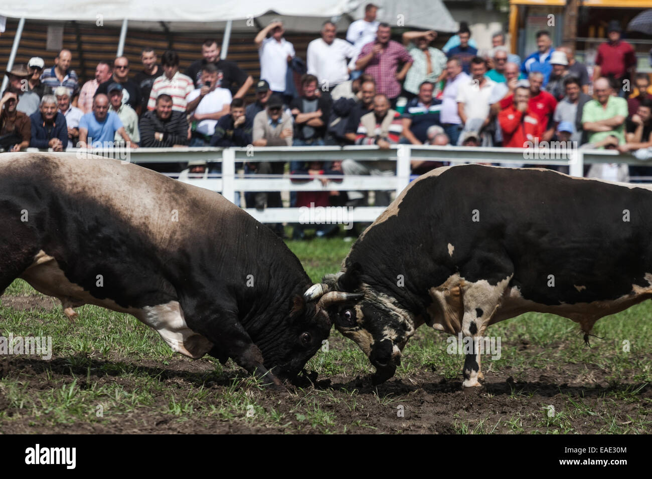 BOSNIA AND HERZEGOVINA / Vitez / People watch two bulls fighting head ...