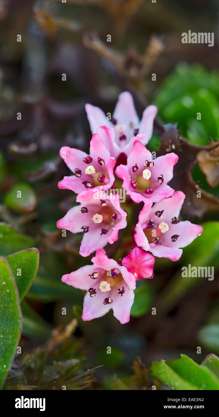 Alpine Azalea (Loiseleuria procumbens), Stubai Alps, Tyrol, Austria ...