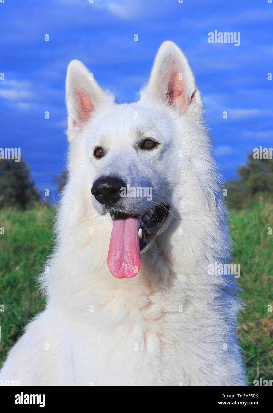 Suisse berger blanc hi-res stock photography and images - Alamy