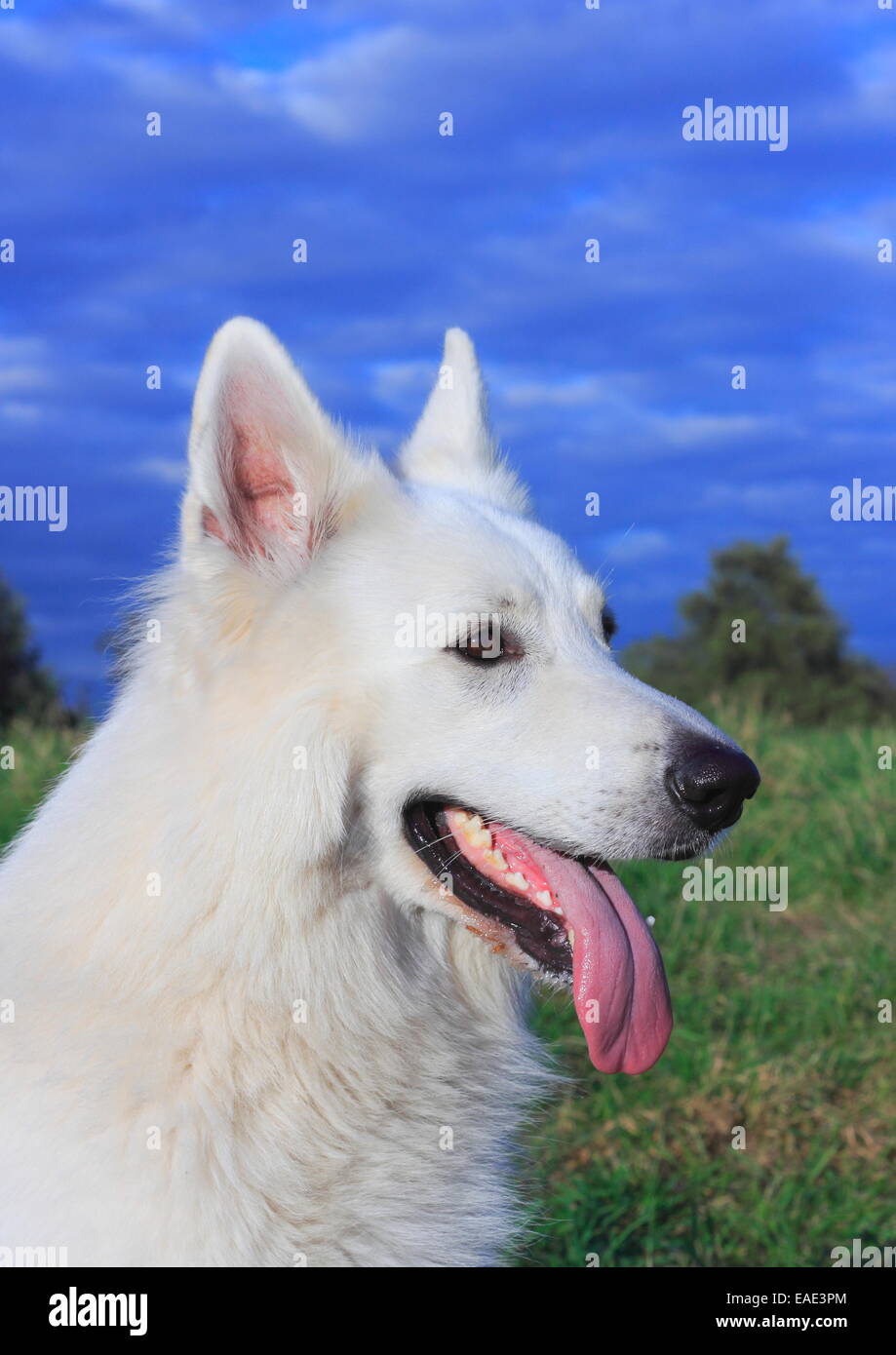 Berger blanc hi-res stock photography and images - Alamy