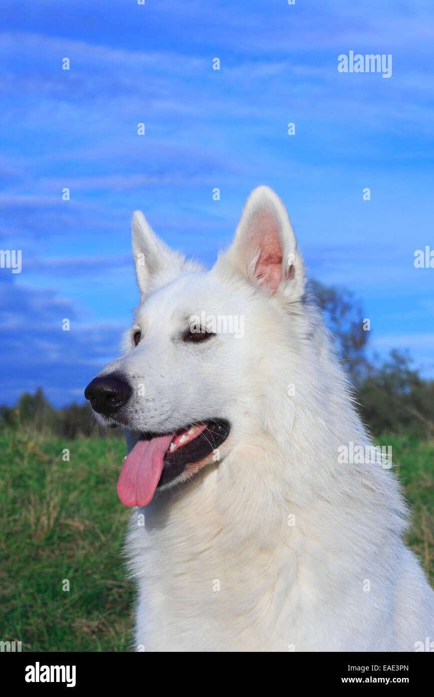 Berger blanc hi-res stock photography and images - Alamy