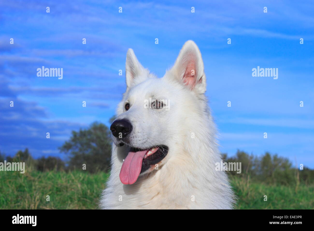 Berger Blanc Suisse, White Swiss Shepherd Dog Stock Photo - Alamy