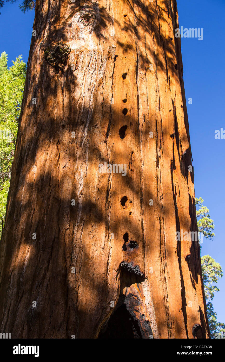 Giant Redwood, or Sequoia, Sequoiadendron giganteum, and an RV in ...