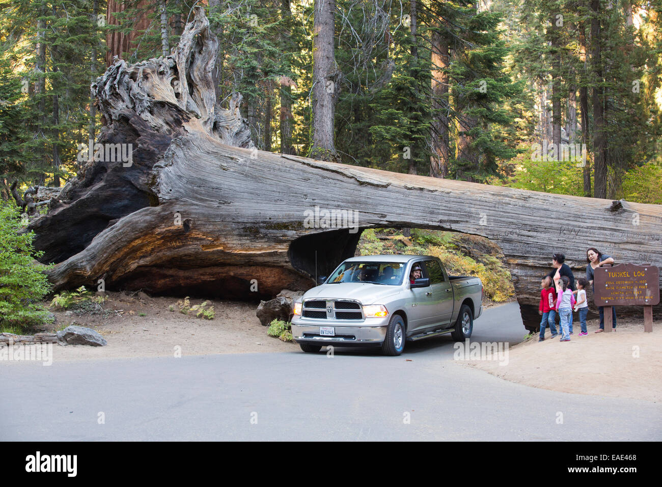 The Tunnel Log a fallen Giant Redwood, or Sequoia, Sequoiadendron ...