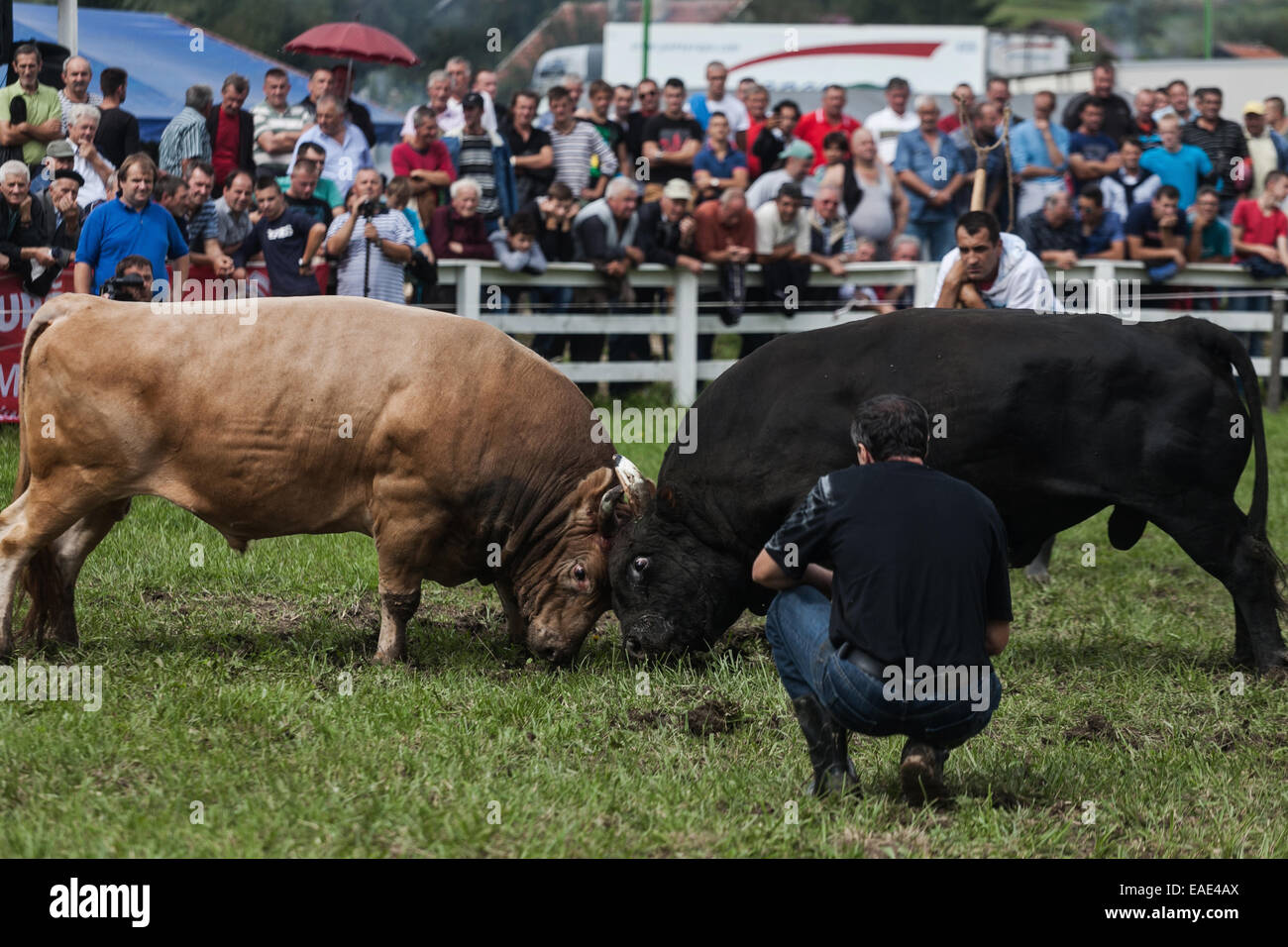 BOSNIA AND HERZEGOVINA / Vitez / People watch two bulls fighting head ...